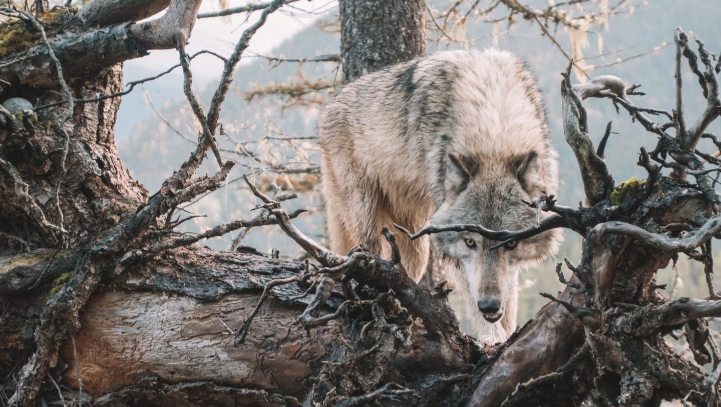 Fairy Tales with Wolves: A Falsely Maligned Villain? - SWW
