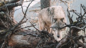 Fairy Tales with Wolves: A Falsely Maligned Villain? - SWW
