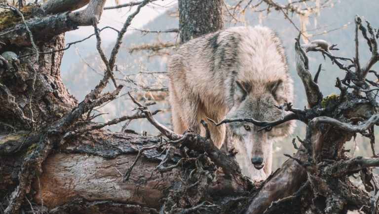 Fairy Tales with Wolves: A Falsely Maligned Villain? - SWW
