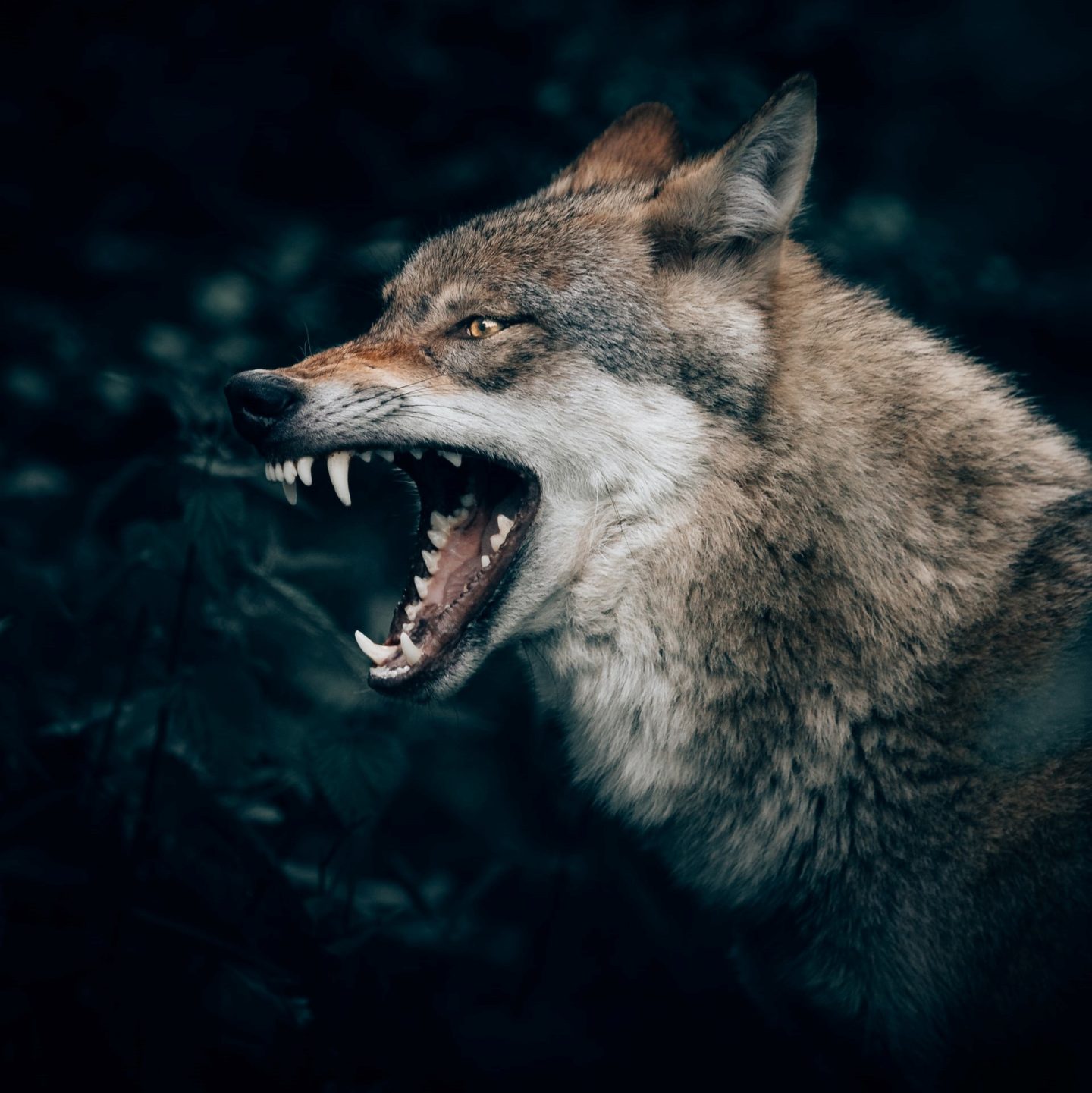 Fairy Tales with Wolves: A Falsely Maligned Villain? - SWW