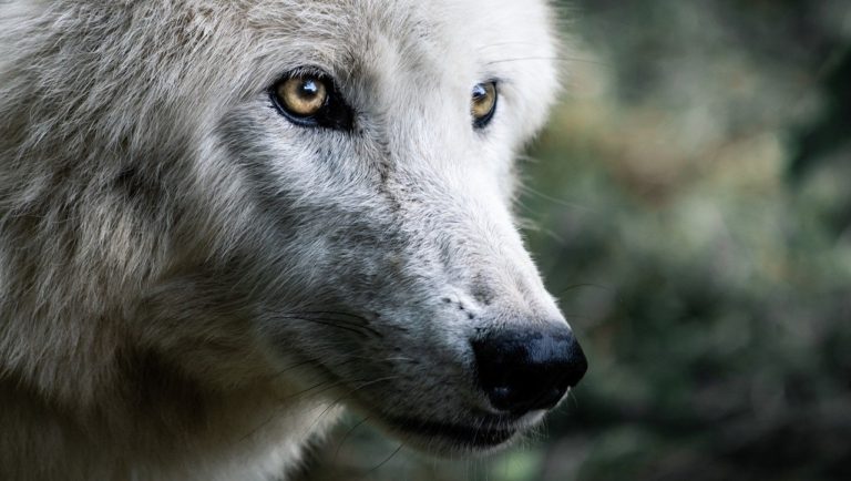 Fairy Tales with Wolves: A Falsely Maligned Villain? - SWW