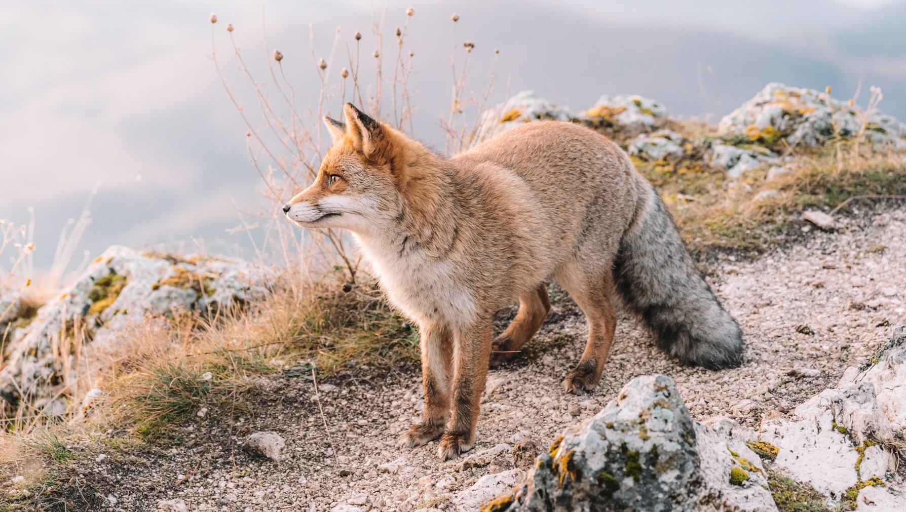 13 Delightful Fairy Tales with Talking Animals - SWW