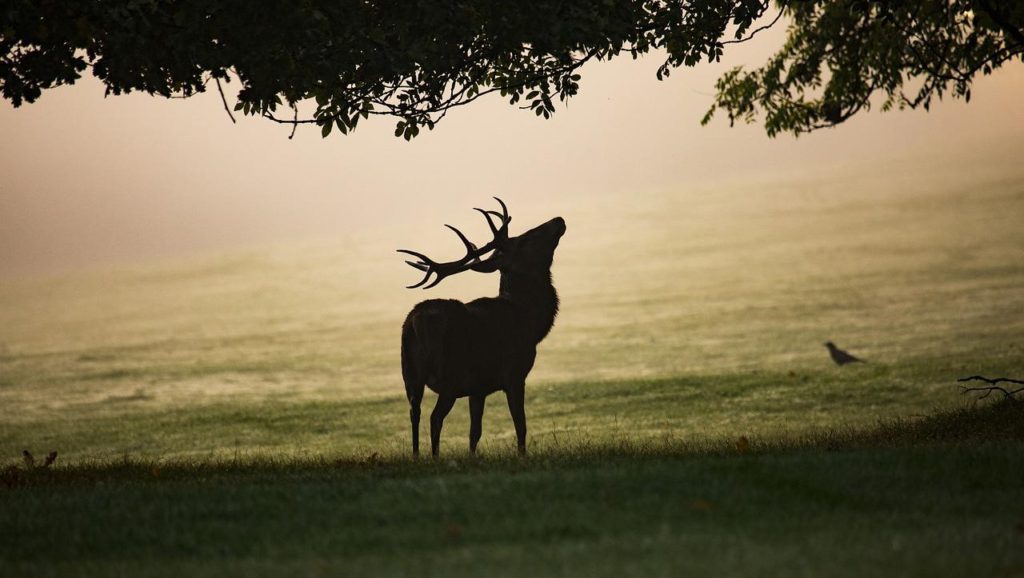 13 Delightful Fairy Tales with Talking Animals - SWW