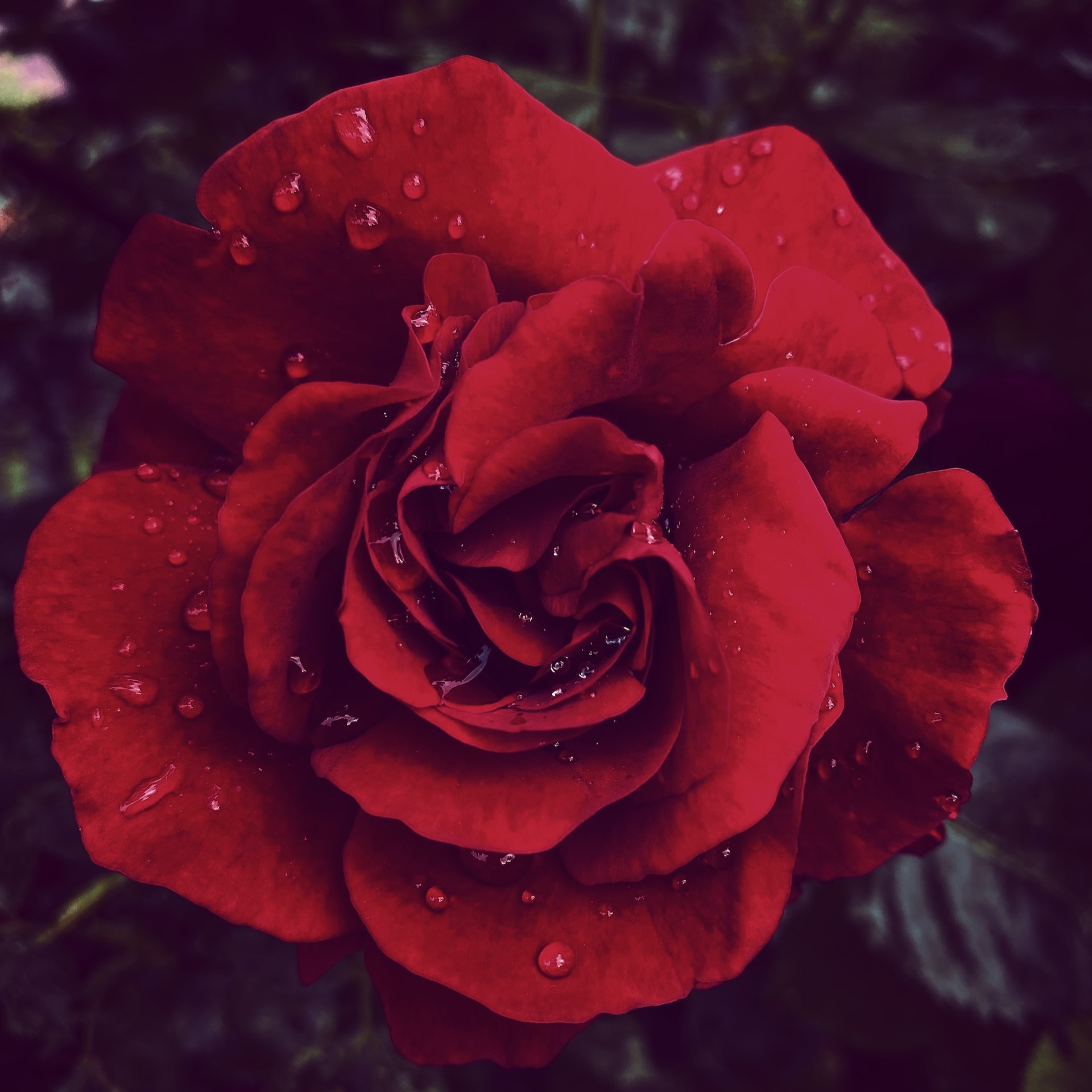 The Case for Romeo and Juliet - SWW